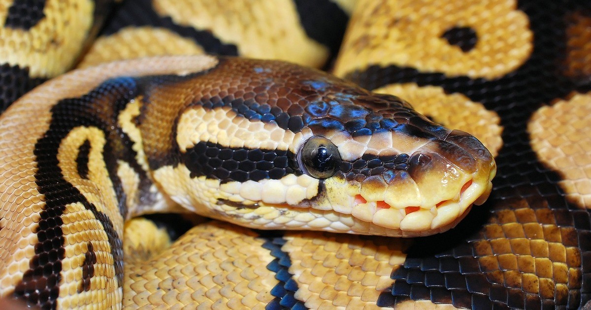 Gimbsheim: Python war im Zwischenboden versteckt | RNF.de